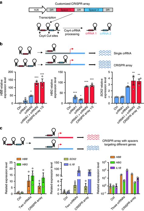 Transcription Activation With Customized Crispr Arrays By Type I F Download Scientific Diagram