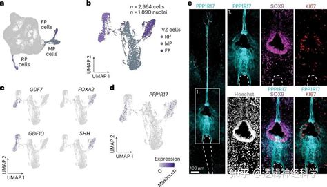 Nat Neurosci︱斯坦福大学科研团队报道：发育中的人类脊髓的单细胞转录组学景观 知乎