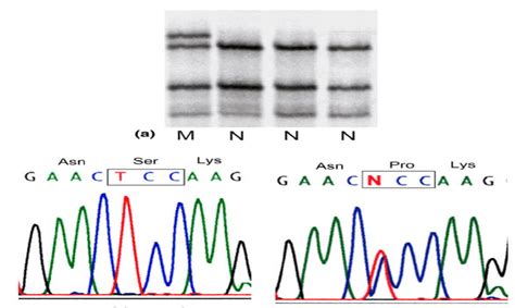Schematic View Of The Nucleotide Sequence Of Target Mutated Genes In Download Scientific