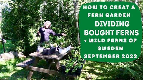 Creating A Fern Garden Fasci Garden