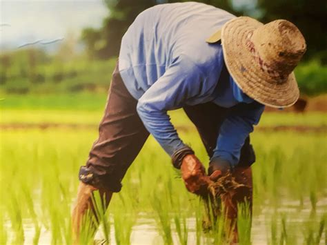 주 코리아헤리티지센터 선농단역사문화관이야기 28벼의수확과정②파종모내기