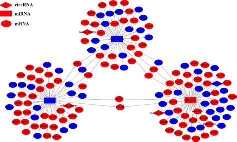 The Circrna Mirna Mrna Interaction Network In The Paad Tissues The