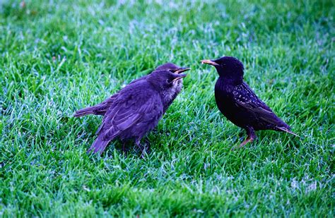 조류 새끼들 급송 Pixabay의 무료 사진 Pixabay