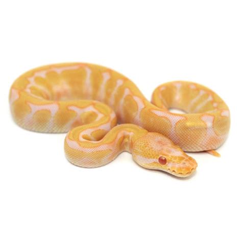 Python Regius Albinos Enchi Python Royal Python Regius Albinos Enchi Python Royal