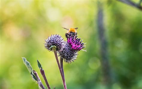 그의 모피에 꽃가루와 큰 얽히고 설킨 밝은 노란색과 갈색 범블 꿀벌은 흐린 녹색 배경에 여름에 정원에서 보라색 우엉 꽃을 수분 0명에 대한 스톡 사진 및 기타 이미지