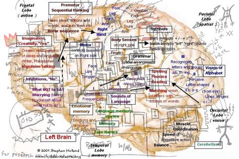 Brain Function Map Chart Scientists Unveil A New Map Of The Brain With