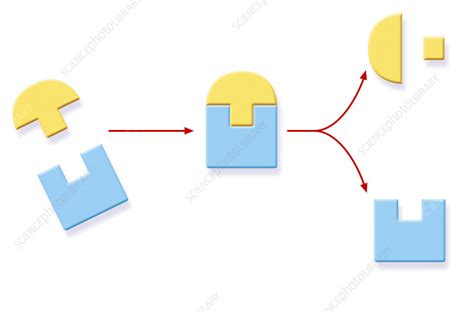 Enzymatic Reaction Stock Image C0171547 Science Photo Library