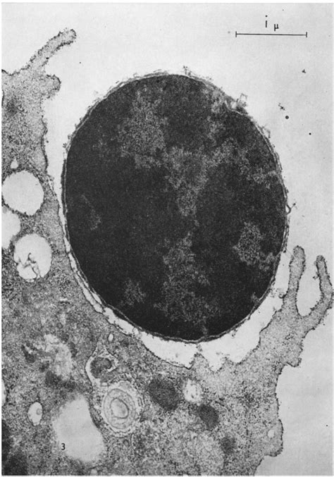 Thin Section Of Rabbit Bone Marrow Suspension Stained With The Download Scientific Diagram