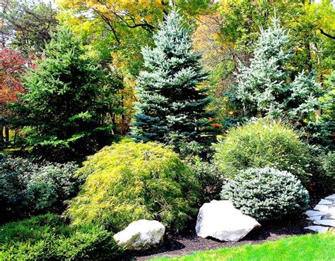 Evergreen Garden Evergreen Landscape Conifers Garden
