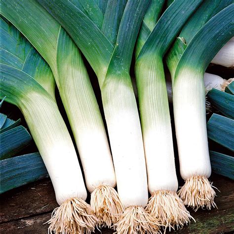 Leek Plants For Sale Buy Leek Plants Online Marshalls Garden