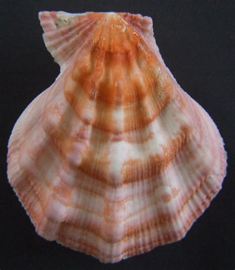 Pectinidae Gallery