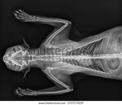 Cat Radiograph 431 รายการ ภาพ ภาพสต็อกและเวกเตอร์ Shutterstock