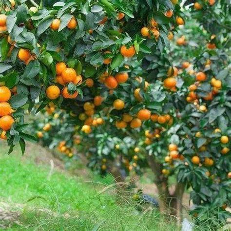 苍梧砂糖橘果农遭遇假农药损失惨重 农业 果树 农村