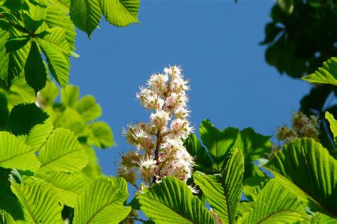 云南火焰兰的主要价值以及花语热情 好花网