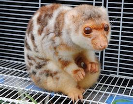 Cooking Cuscus But Not The Kind Youre Thinking About An Eccentric Culinary History