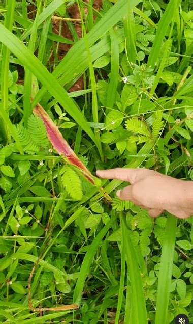 Can Trees Talk To Humans Can You Speak To Them
