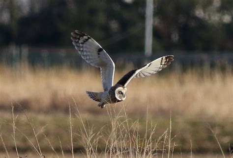 コミミズク mitokishuuの野鳥日記
