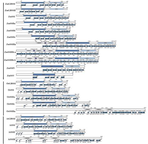 Composition And Distribution Of Domain Structures And Conserved Motifs Download Scientific
