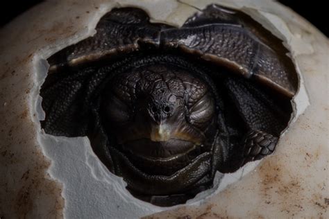 From Extinction To Hope Restoring The Tortoises Of Galápagos