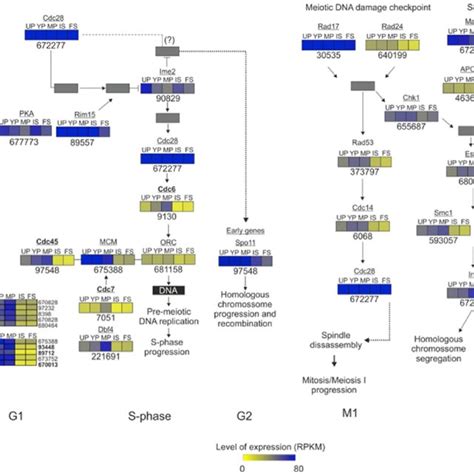 Differential Expressed Cell Cycle Related Transcripts For Each Enzyme Download Scientific