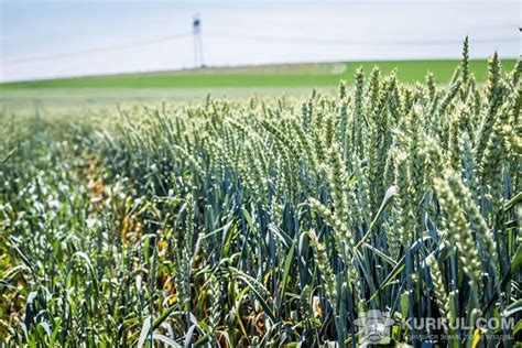 В Аграрному фонді аграріям пропонують вигідні ціни на зерно — КУРКУЛЬ