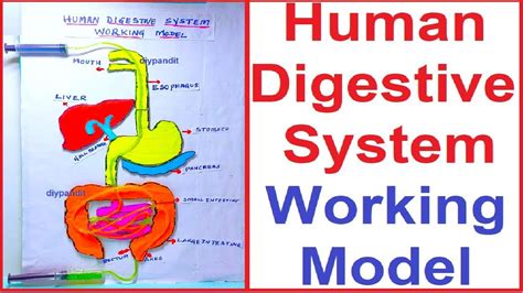 Human Digestive System Working Model Science Project For Exhibition Diy Easy And Simple Diy
