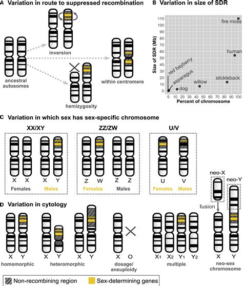 Representing Sex Chromosomes In Genome Assemblies Cell Genomics