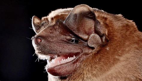 [100 ] Cute Bat Pictures