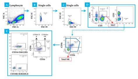 Flow Cytometry Analysis Of Nk Cells And Receptors In The Elderly A