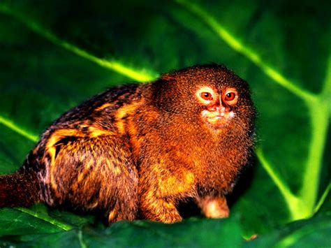 80 Мавпа шпалери на робочий стіл Hd Скачати Безкоштовно заставки