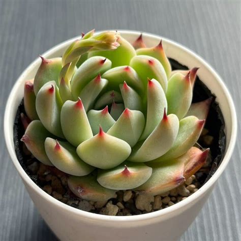 Yahooオークション 【桃太郎】 多肉植物 エケベリア カット苗