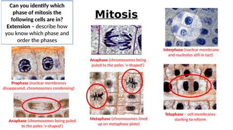 A Level Aqa Biology Mitotic Index Teaching Resources