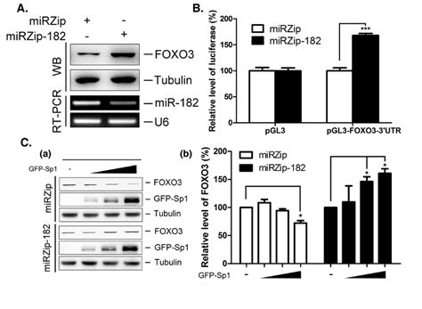 Regulation Of Foxo3 By Mir 182 And Sp1 A Lenti Mirzip And Download Scientific Diagram