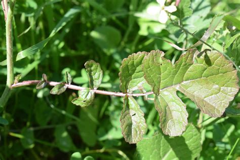 Plantas Beleza E Diversidade Saramago Raphanus Raphanistrum Subsp Raphanistrum