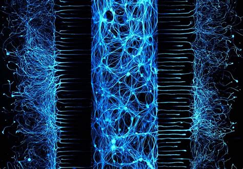 Visualizing Axon Pruning The Scientist