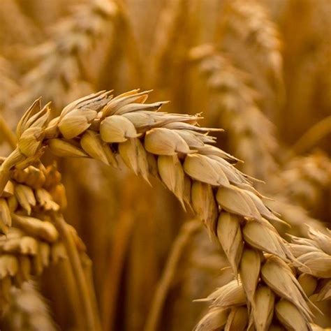 Фермери поискаха кредити за над 2 6 млн лева за торове и семена за