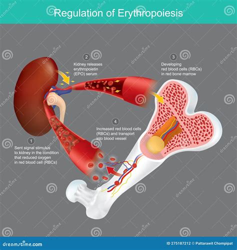 Regulation Of Erythropoiesis Stock Vector Illustration Of