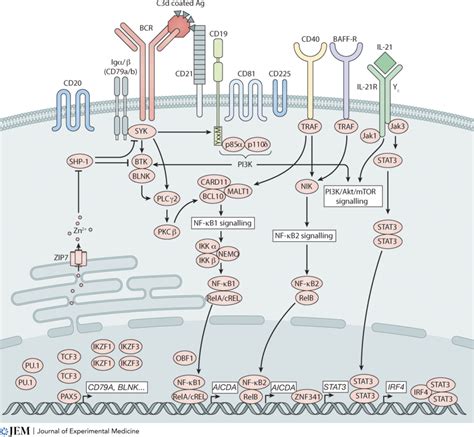 intracellular signaling pathways and transcriptional networks necessary