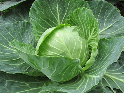Cabbage Images