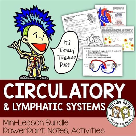 The Circulatory System Science Educational School Posters