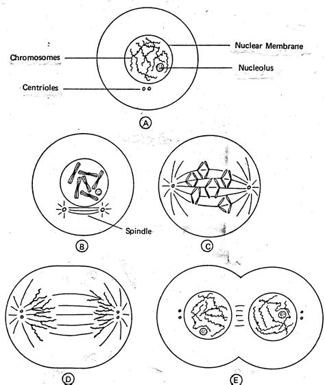 The Best Free Mitosis Drawing Images Download From 35 Free Drawings Of