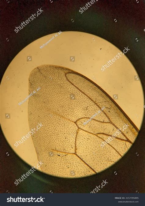 Photo Wing Bee Insect Under Microscope Stock Photo 2157795895