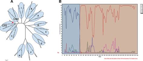 phylogenetic analysis a and simplot bootstrap analysis b on