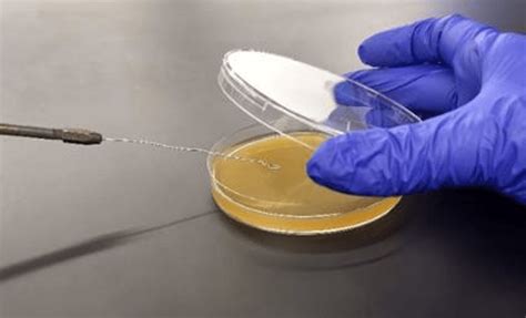 Aseptic Techniques Glossary For Mushroom Cultivation