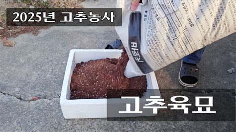고추 1000주 육묘 및 텃밭 재배를 위한 종자 파종부터 육묘까지의 전 과정을 계획하고 있습니다 🌶️🌱👨‍🌾 텃밭농사 고추재배 농사일기 가족농장 주말농장