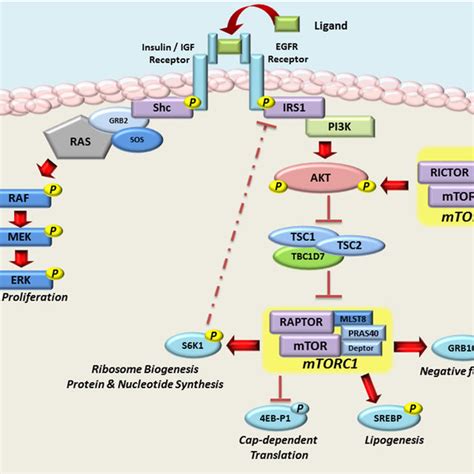 Clinical Trials Of Mtor Inhibitors In Combination With Chemotherapy And
