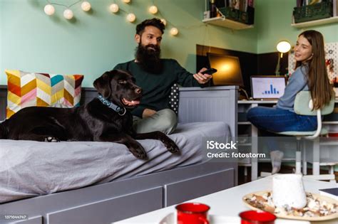 홈 오피스 데스크에서 일하는 젊은 여성 그녀의 남자 친구와 개 시청 Tv Tv 보기에 대한 스톡 사진 및 기타 이미지 Tv