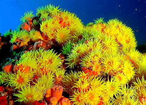 What Is Anthozoa Cswd