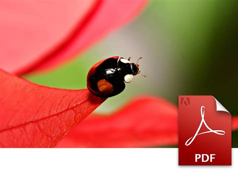 5 Tips For Creating Quality PDFs From InDesign