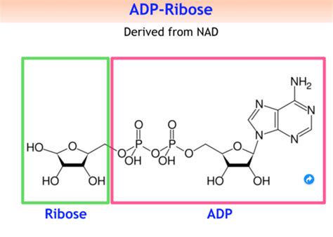 M1 Lecture 6and7 Signal Transduction Flashcards Quizlet